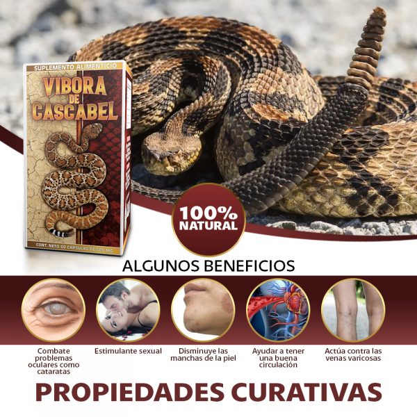 Víbora de Cascabel – vida al natural de mexico